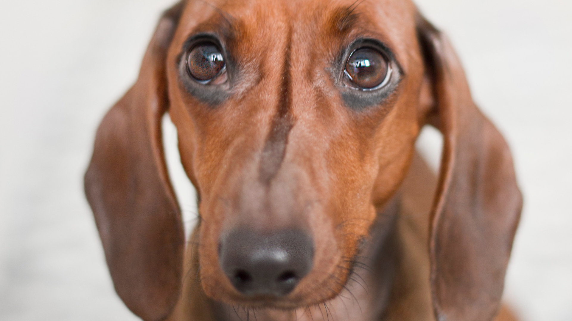 ¿Cómo entender las emociones en los perros? - Soy Positivo