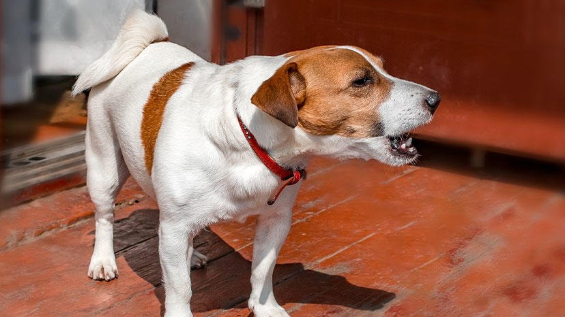 Mi perro ladra mucho, ¿cómo puedo entretenerlo? - Soy Positivo