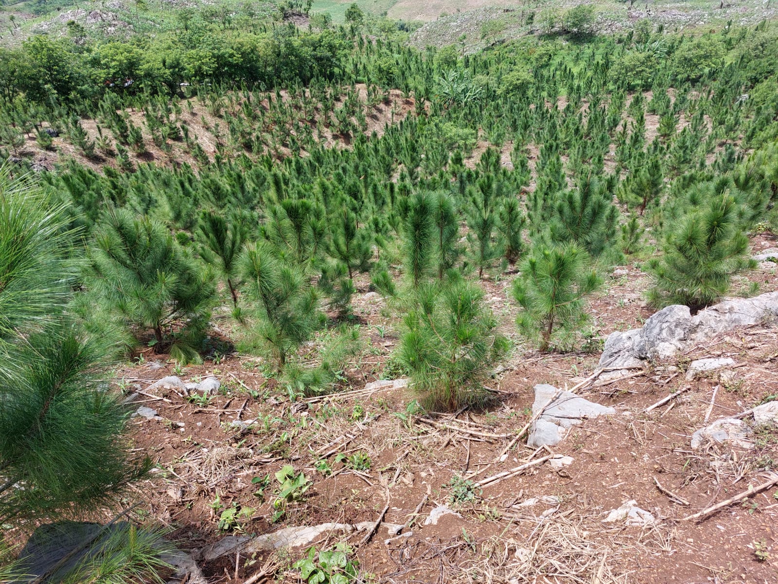 INAB sigue contribuyendo a la economía a través de los incentivos ...