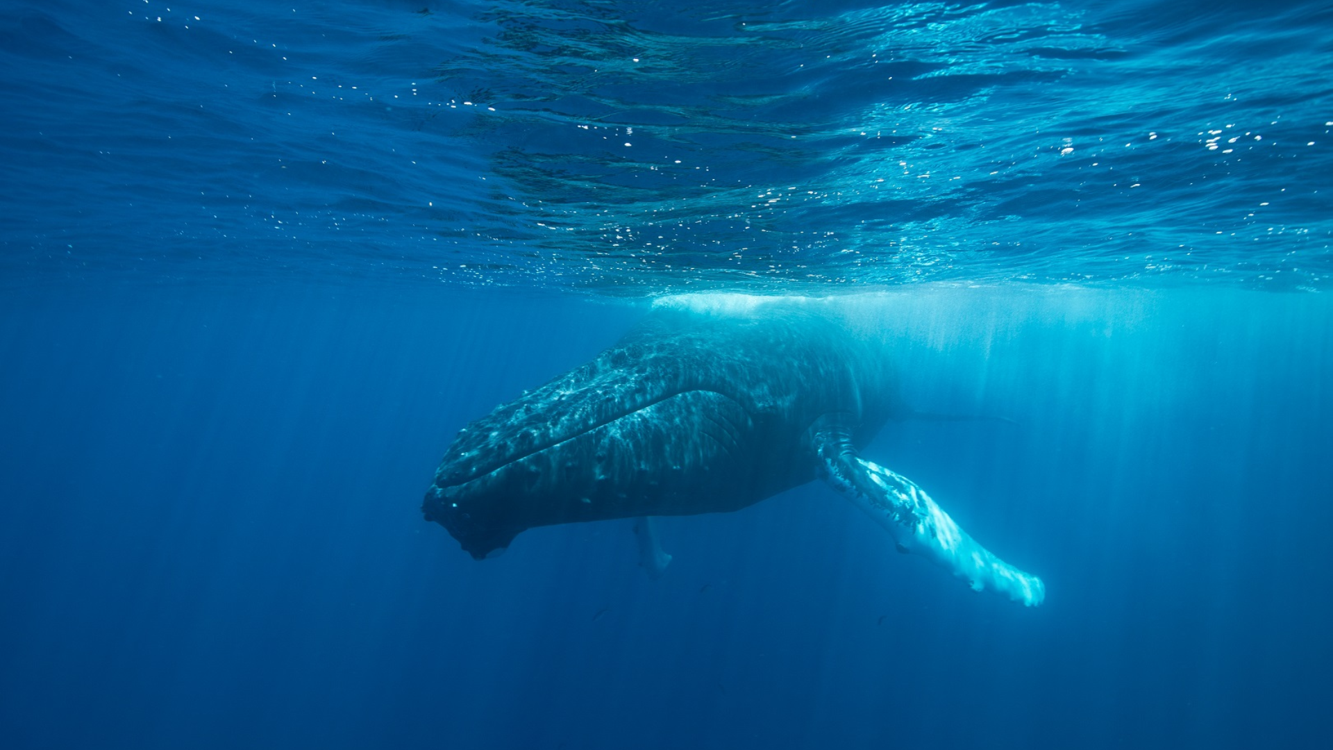 ReciclatON, una iniciativa para promover el reciclaje en Latinoamérica ...